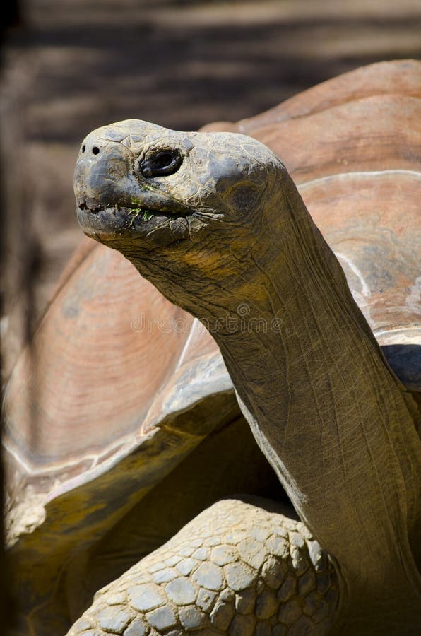 Giant turtle stock photo. Image of large, galapagos, tortoise - 21755942