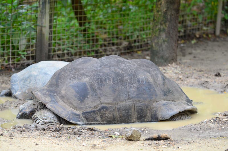 Giant turtle stock photo. Image of land, flower, reptile - 21974564