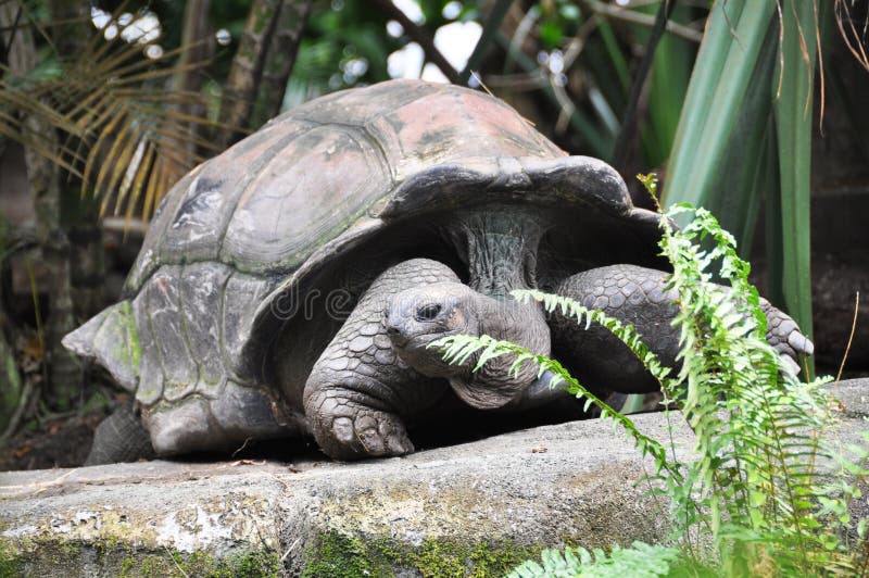 Giant turtle stock image. Image of background, animal - 29072889 Giant turtle stock image. Image of background, animal - 29072889