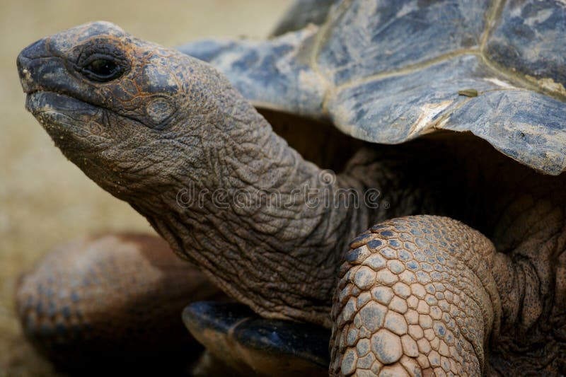 Giant Turtle stock image. Image of reptile, wildlife, giant - 3599775