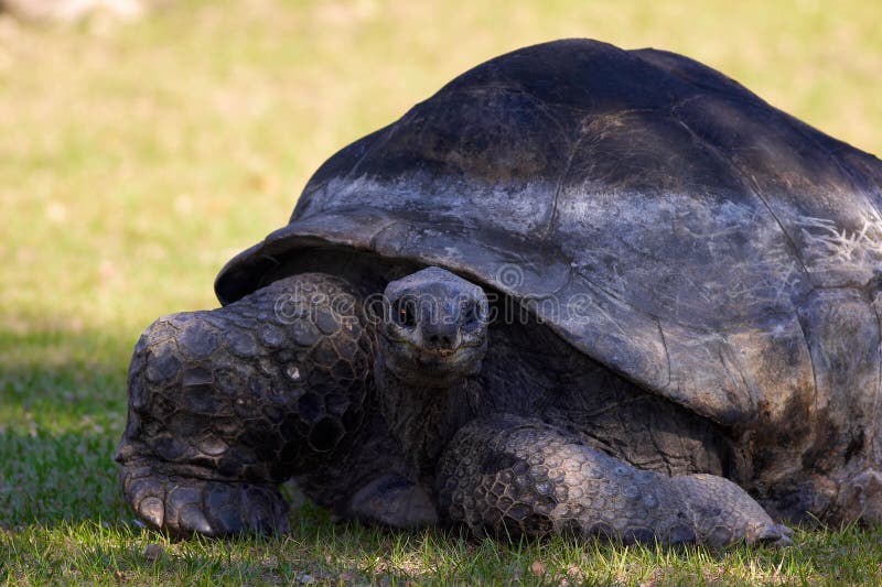 Giant Turtle Picture. Image: 853338