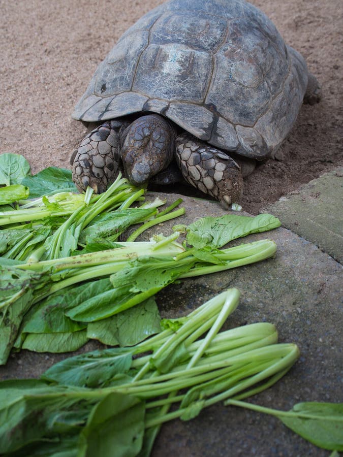 Giant Turtle ate Vegetable stock photo. Image of vegetable - 96554174