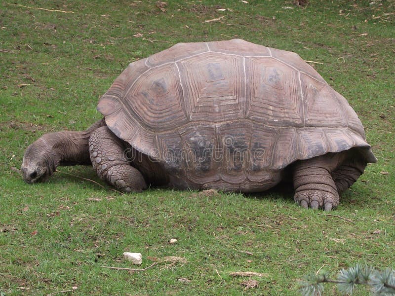 Giant turtle stock image. Image of tortle, giant, animal - 98021575