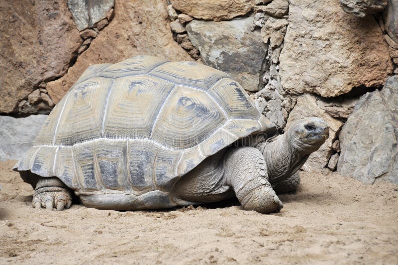 Giant turtle stock photo. Image of animal, crawling, brown - 60623440