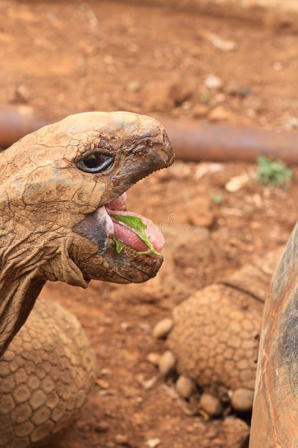 Giant turtle eating stock image. Image of eating, animal - 30287567