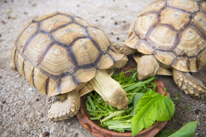 Giant Turtle Eating Vegetables in Tray Stock Photo - Image of turtle ...