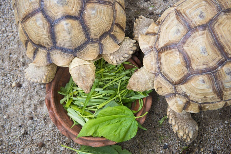 Giant Turtle Eating Vegetables in Tray Stock Photo - Image of turtle ...