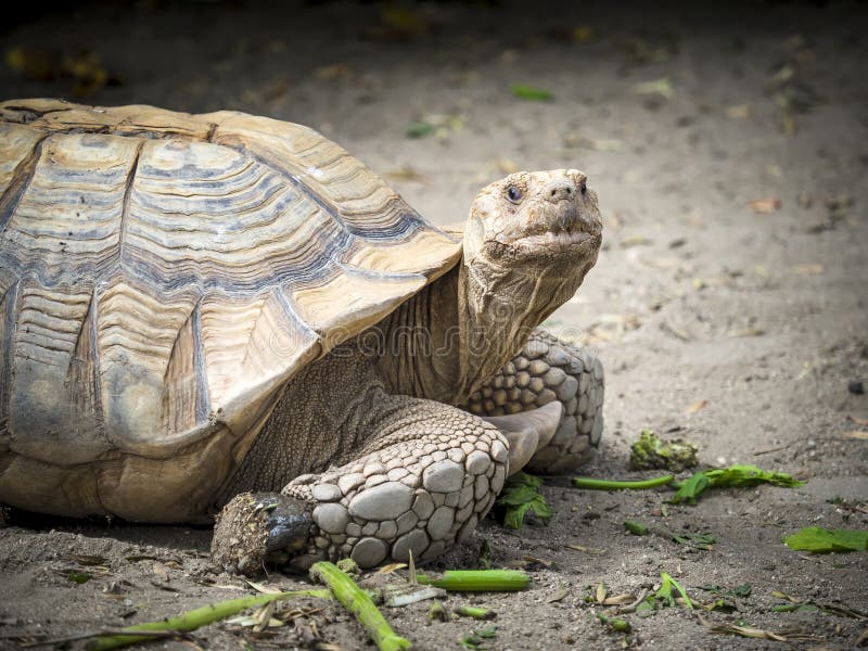 Giant Turtle on the floor stock image. Image of 2022 - 255616585