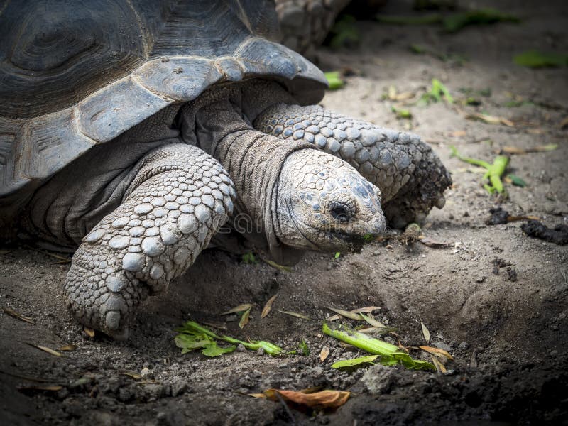 Giant Turtle on the floor stock photo. Image of animal - 255616598