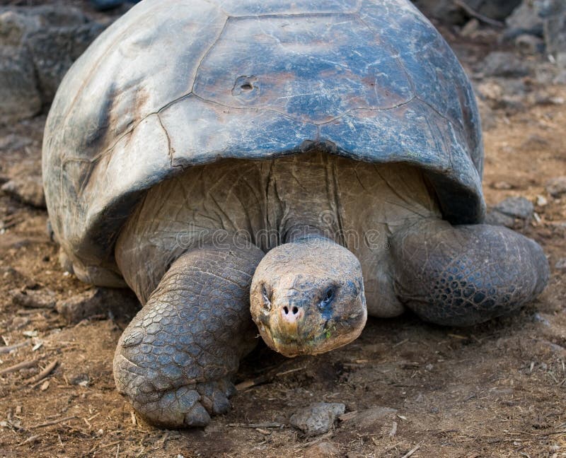 Giant Turtle, Galapagos Islands, Ecuador Stock Image - Image of closeup ...