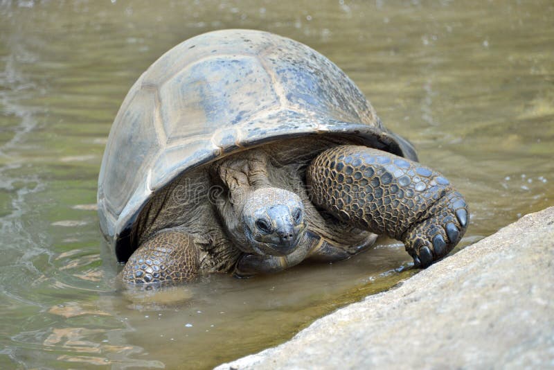 Giant turtle stock photo. Image of slow, organism, turtle - 99625180