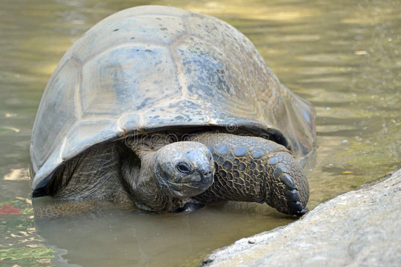 Giant turtle stock image. Image of chelydridae, fauna - 99625387