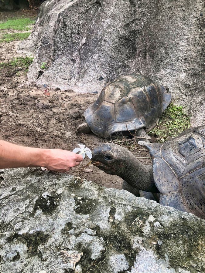 Giant turtle stock image. Image of tortoise, animal - 293170387