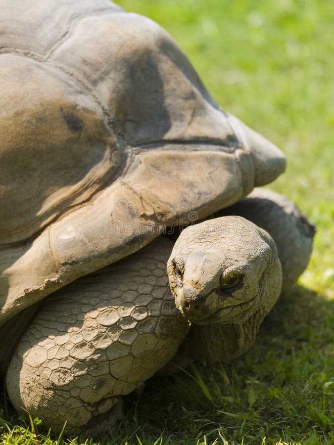 The Turtle is Going Back Home To Be with Its Family. Stock Image ...