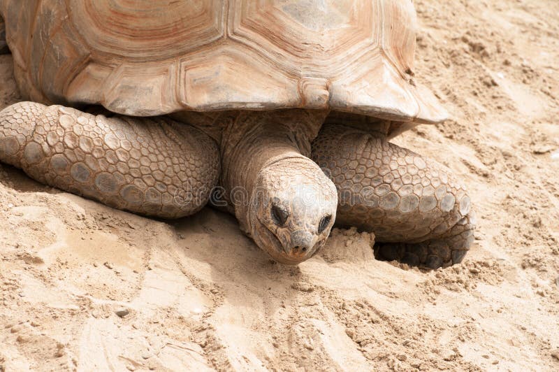Giant turtle stock image. Image of stone, garden, tortoise - 33300133