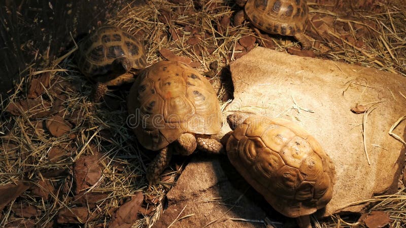 Giant Turtle Hitting with Head Another One. Stock Image - Image of ...