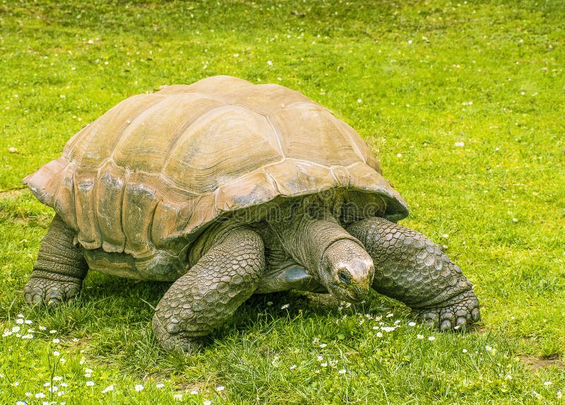 Giant Turtle stock image. Image of endangered, large - 57747657