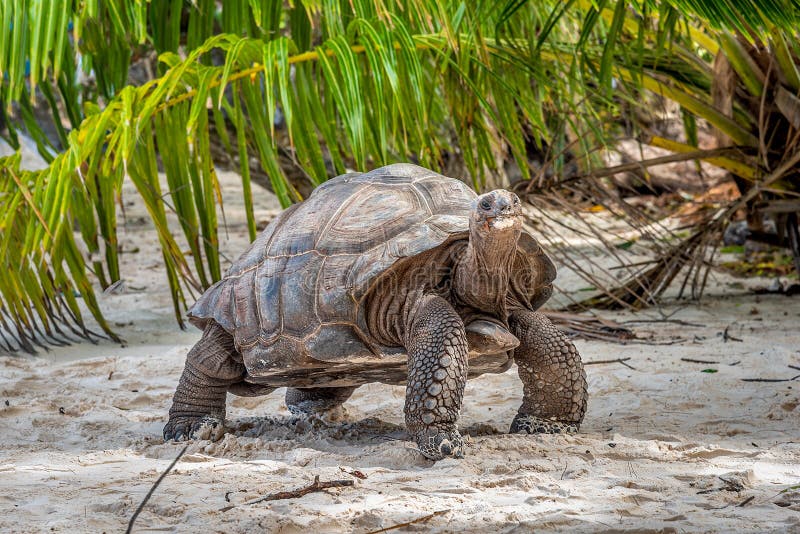 Giant Turtle by a Palm Tree in Anse Severe Stock Photo - Image of ...