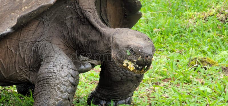 Giant Turtle Strolling in the Grass by Water and Rocks. Stock Photo ...