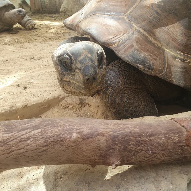 Giant Turtle stock image. Image of feet, detail, blue - 62946297