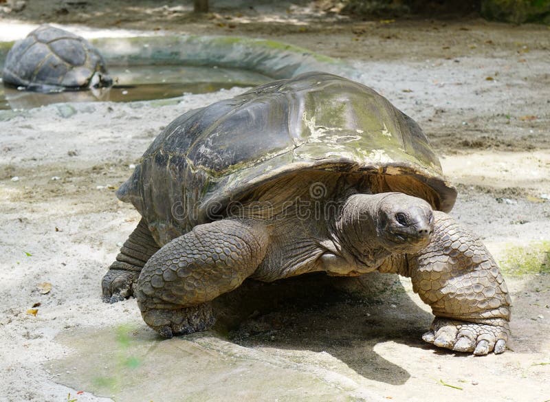 Giant turtle stock image. Image of hiding, environment - 67631257