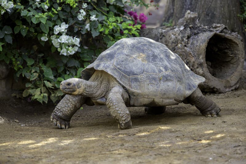 Giant turtle stock image. Image of seychelles, giant - 78321327
