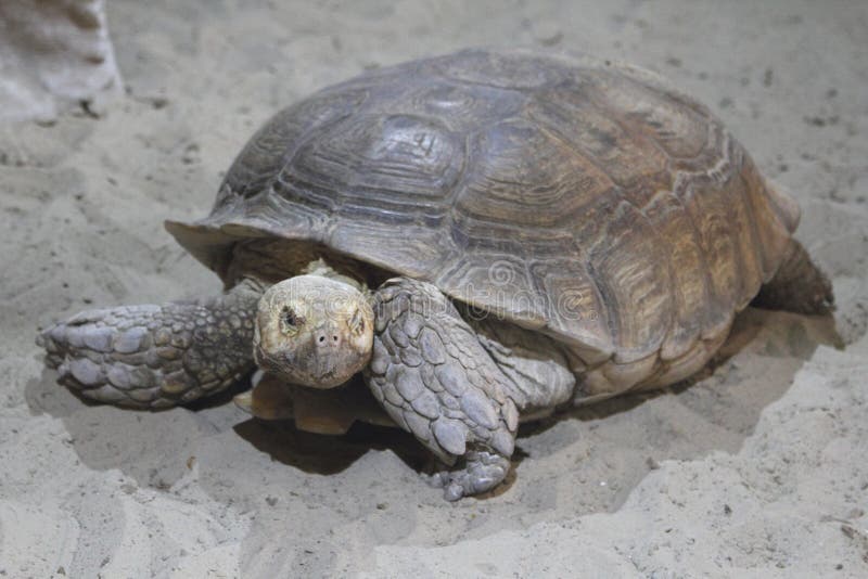 Giant turtle stock image. Image of species, shield, nature - 53520027