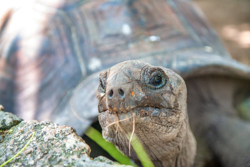 Giant Turtles in La Digue Island, Seychelles Stock Image - Image of ...