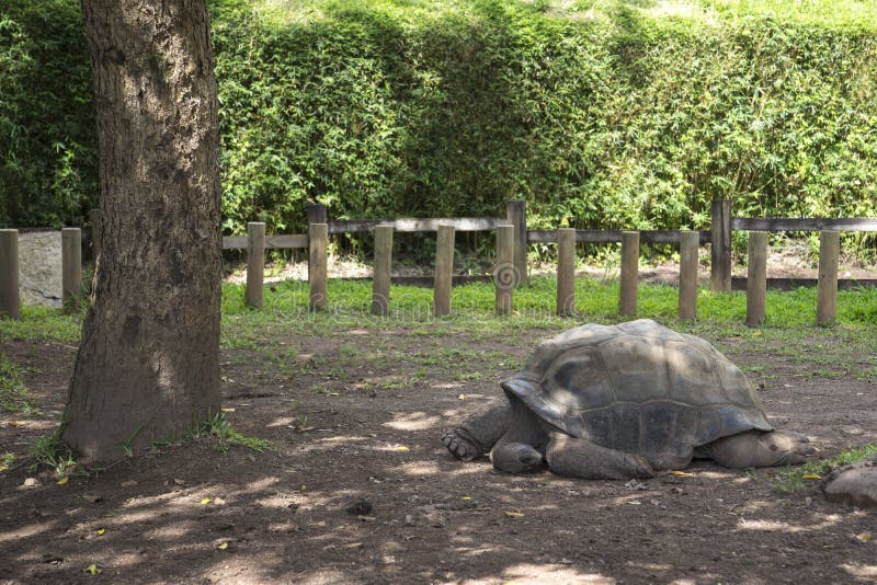 Giant Turtles at Seven Coloured Earth Stock Image - Image of nature ...