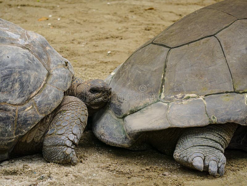 Giant turtles at the zoo stock image. Image of playing - 75015733