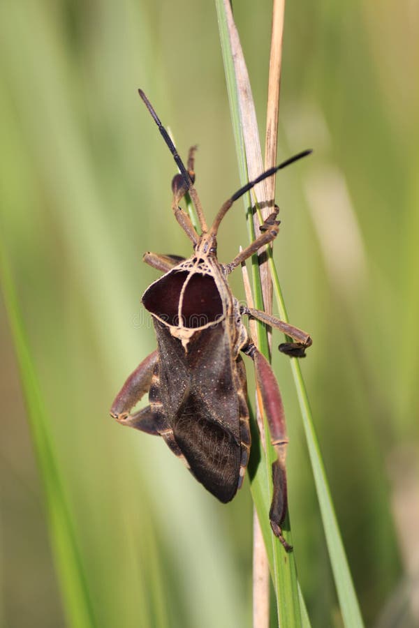 Twig wilter insect stock photo. Image of insect, outdoors - 62140862