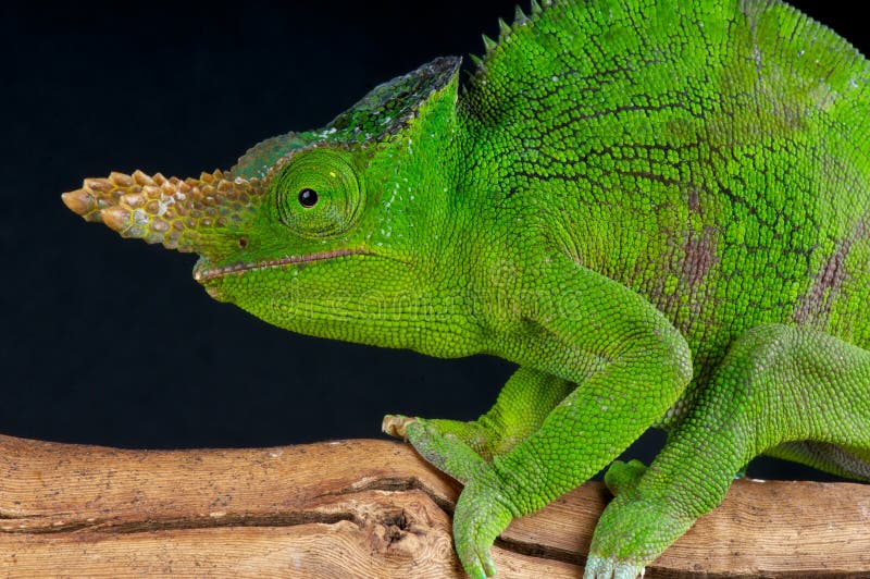 Giant two horned chameleon stock image. Image of mount - 16968467