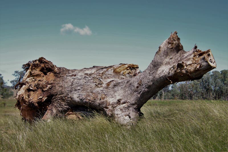 Giant Uprooted Tree Stump in the Paddock Stock Photo - Image of trunk ...