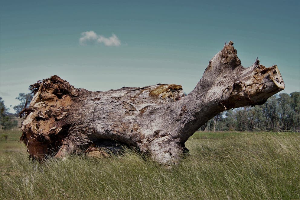 Giant Uprooted Tree Stump in the Paddock Stock Photo - Image of trunk ...