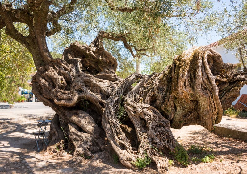 Giant Very Old Olive Tree in Greece Stock Image - Image of plant, giant ...