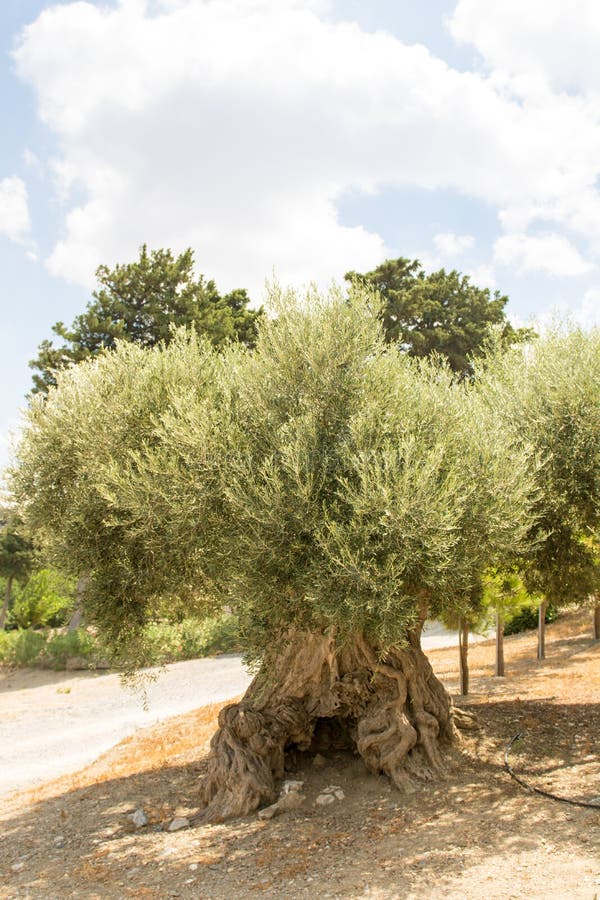 A Giant Very Old Olive Tree. Huge Crown and Thick Trunk Stock Photo ...