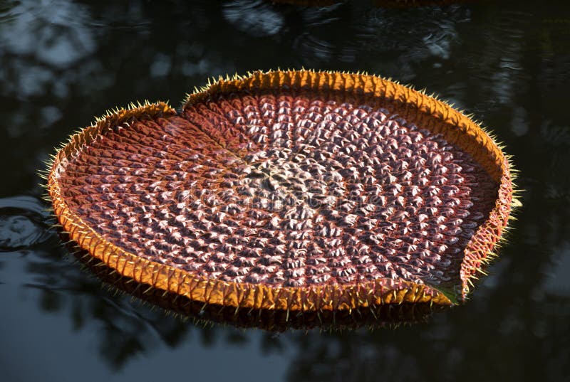 Giant Victoria Lotus Leaf Float on the Water Stock Photo - Image of ...