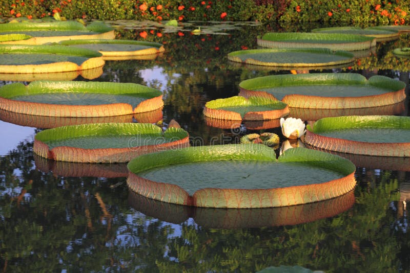 Giant Victoria Lotus in Water Stock Image - Image of nature, close ...