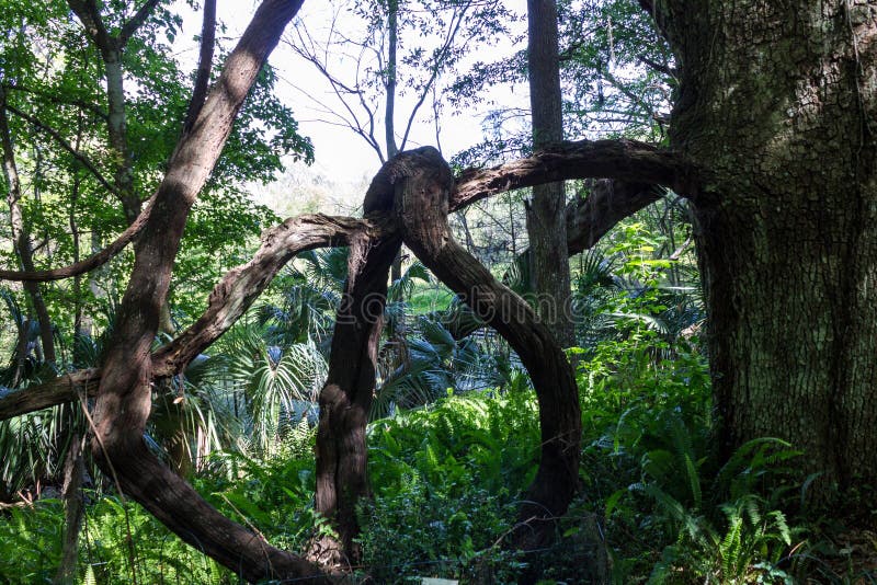 Giant vine stock photo. Image of graphic, grass, detail - 38161876