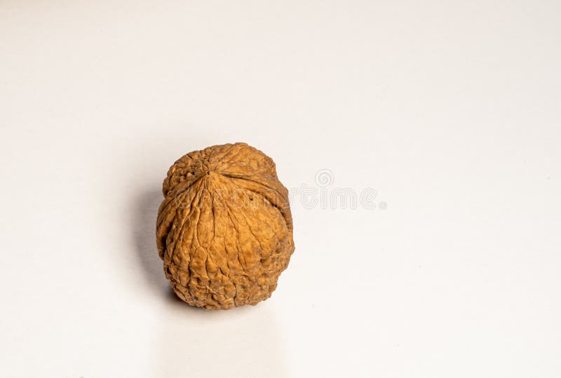 Giant Walnut an Endangered Specimen. Stock Photo - Image of full ...