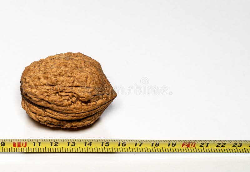 287 Giant Walnut Stock Photos - Free & Royalty-Free Stock Photos from ...