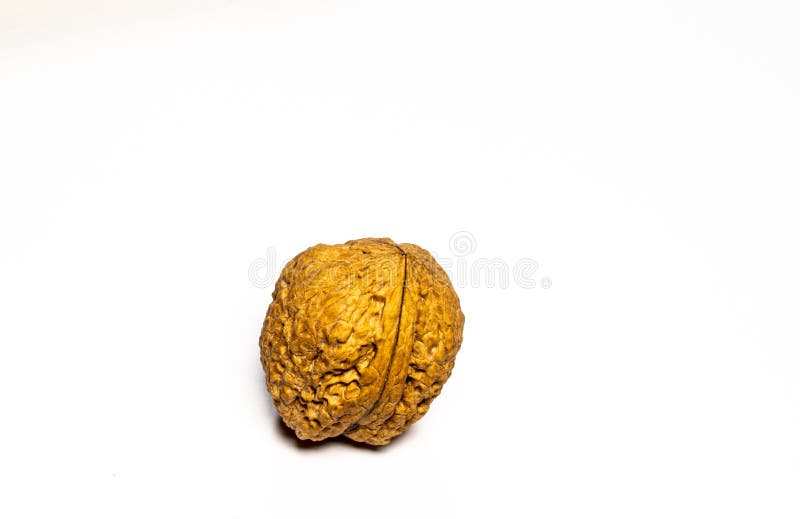 Giant Walnut an Endangered Specimen. Stock Image - Image of white ...