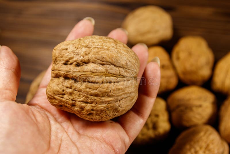 300 Giant Walnut Stock Photos - Free & Royalty-Free Stock Photos from ...