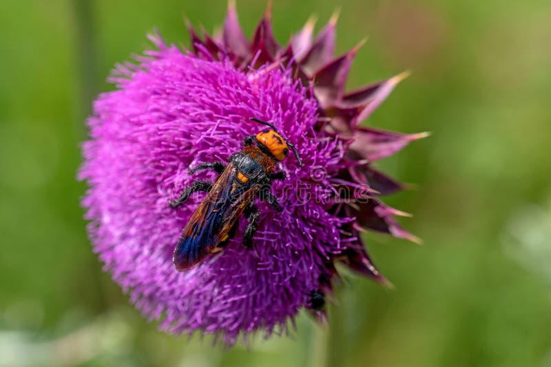 Giant Wasp (Scolia Maculata) Stock Photo - Image of animals, green ...