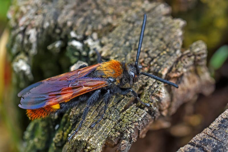 Giant Wasp (Scolia Maculata) Stock Photo - Image of animals, green ...