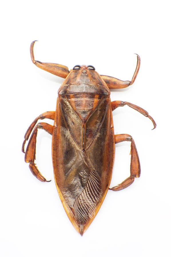 Great Diving Beetle stock photo. Image of endangered - 15210166