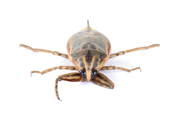 455 Giant Water Bug Photos - Free & Royalty-Free Stock Photos from ...