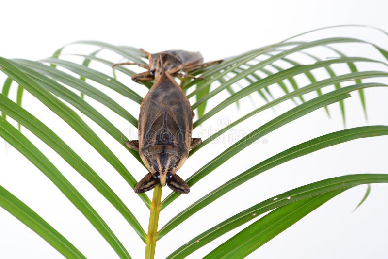 Giant water bug stock image. Image of thailand, animal - 79419739
