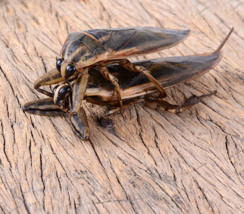 Giant water bug stock image. Image of close, wood, animal - 79419863
