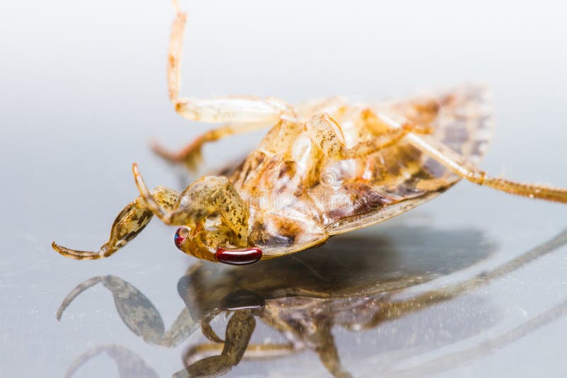 Giant Water Bug Dies Isolated Stock Photo - Image of environment, nymph ...